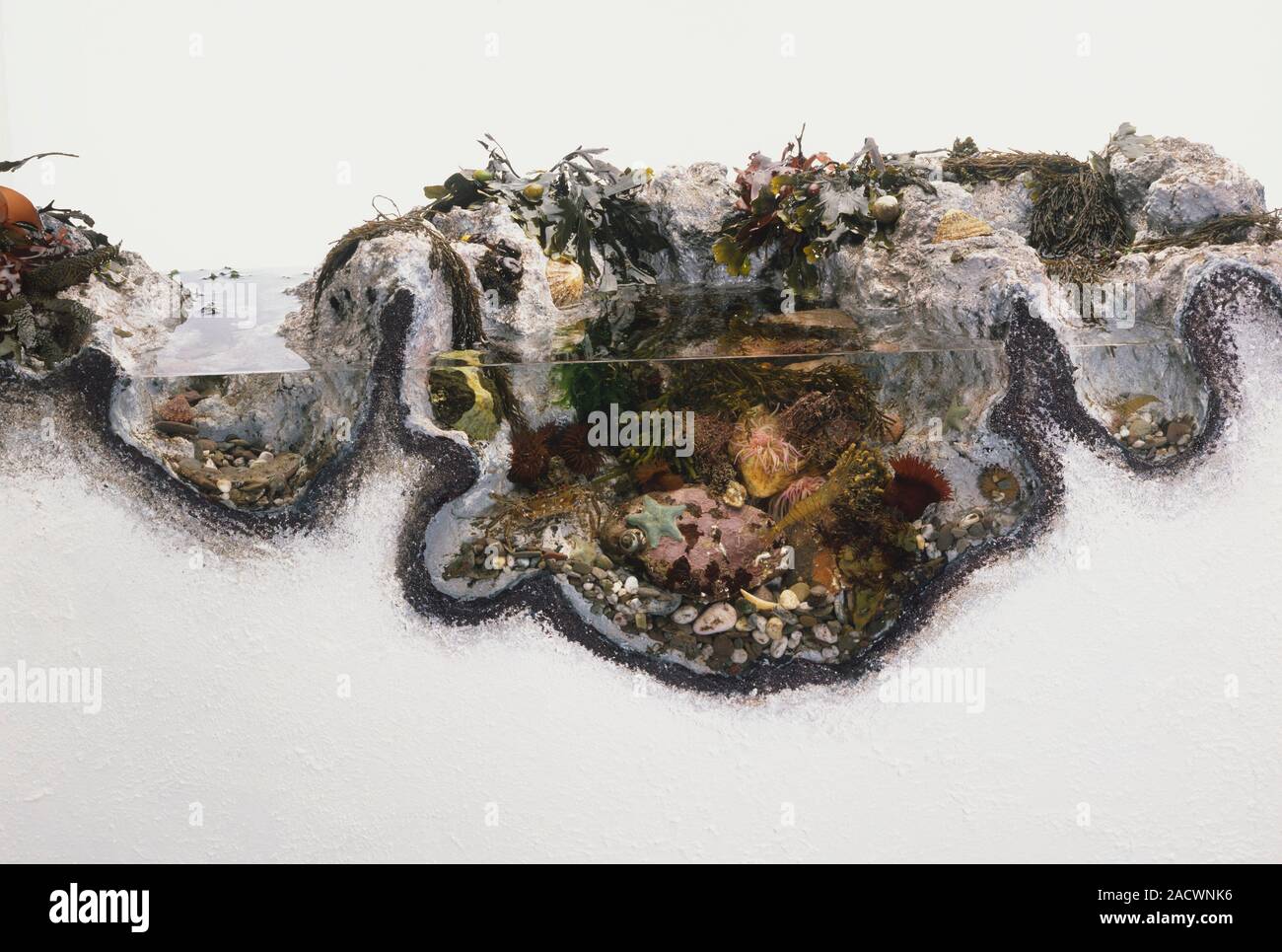 Various animals and plant species in a rock pool, cross-section side ...