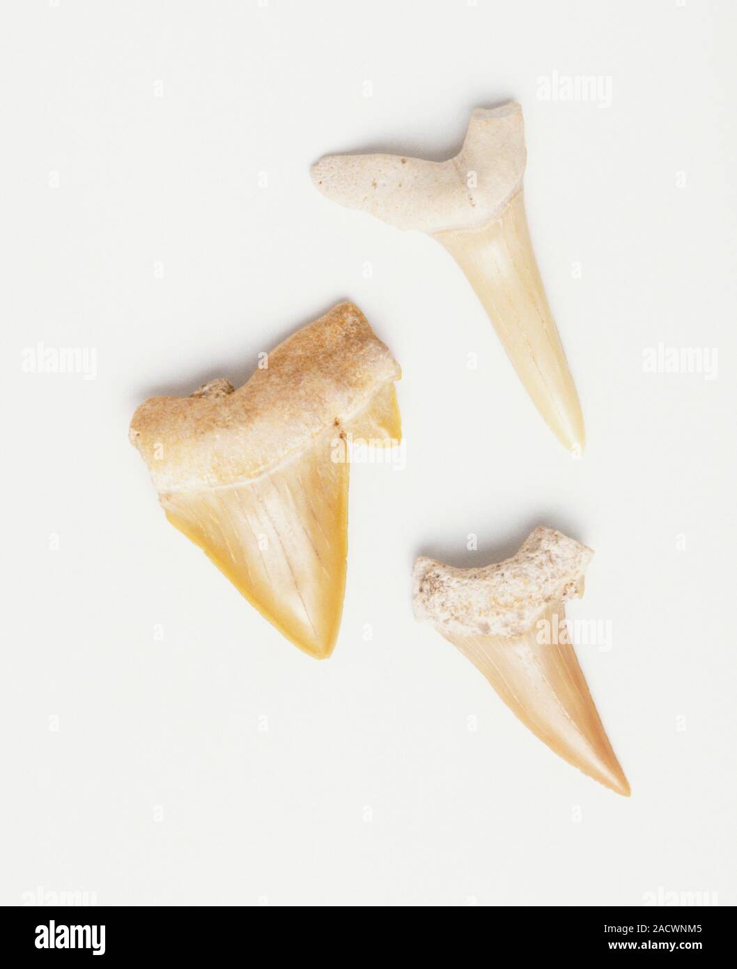 Three pointed animal teeth Stock Photo - Alamy