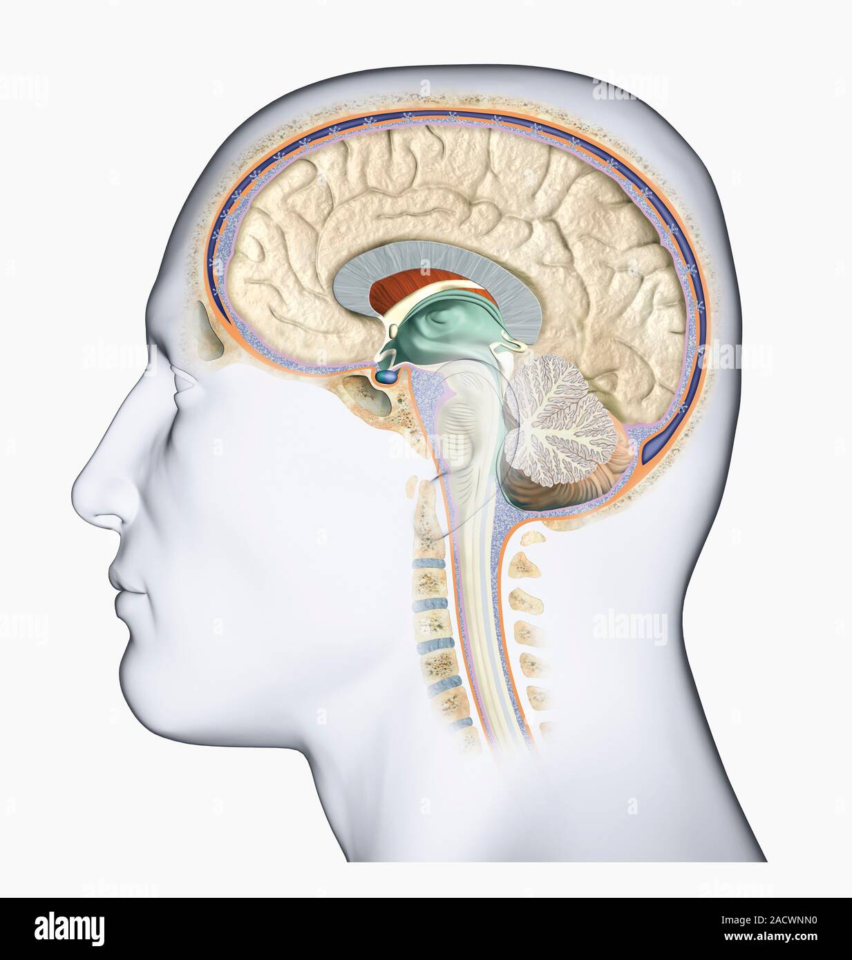 Human brain, cross-section, side view Stock Photo - Alamy