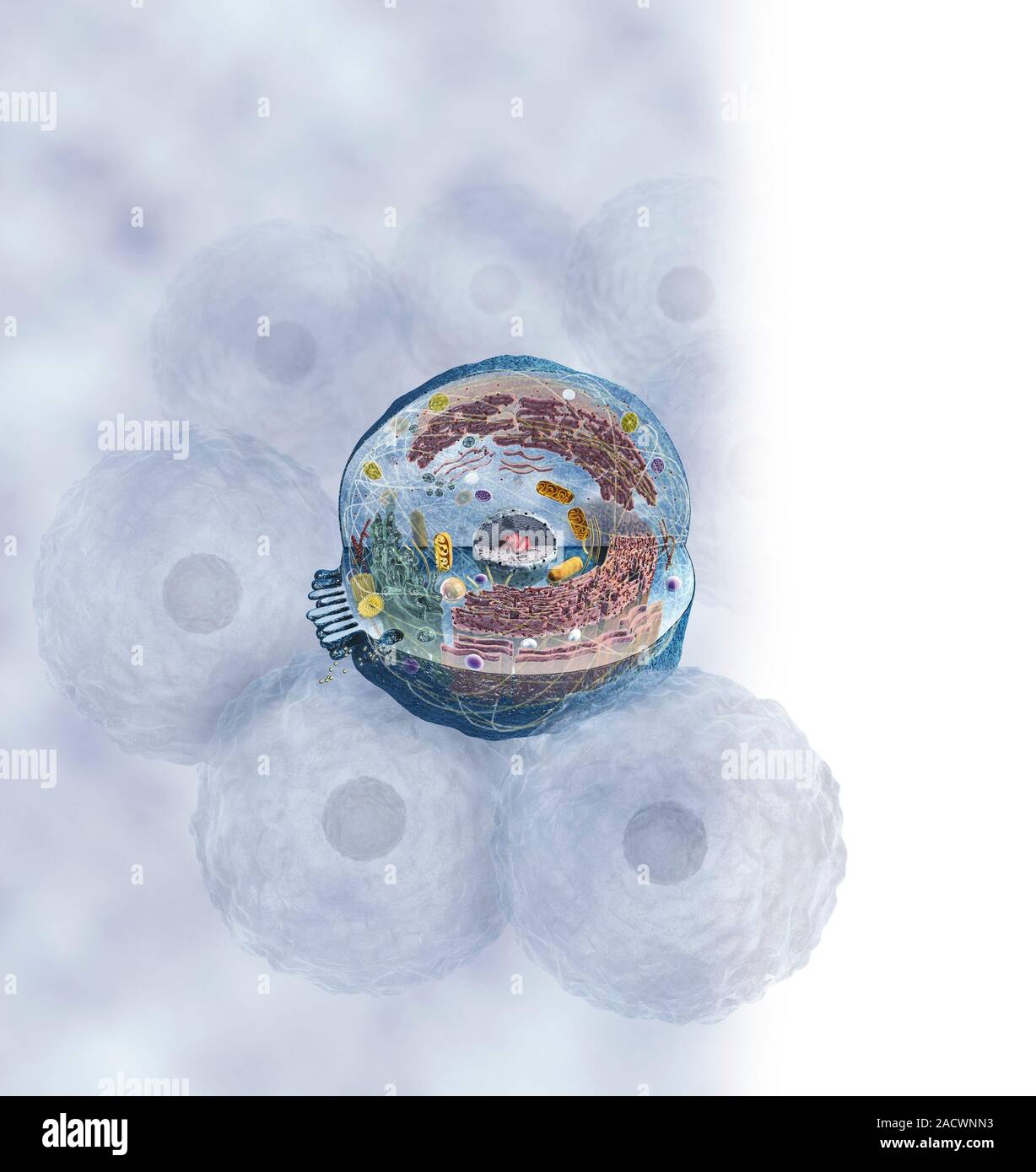 A human cell, cross-section Stock Photo - Alamy