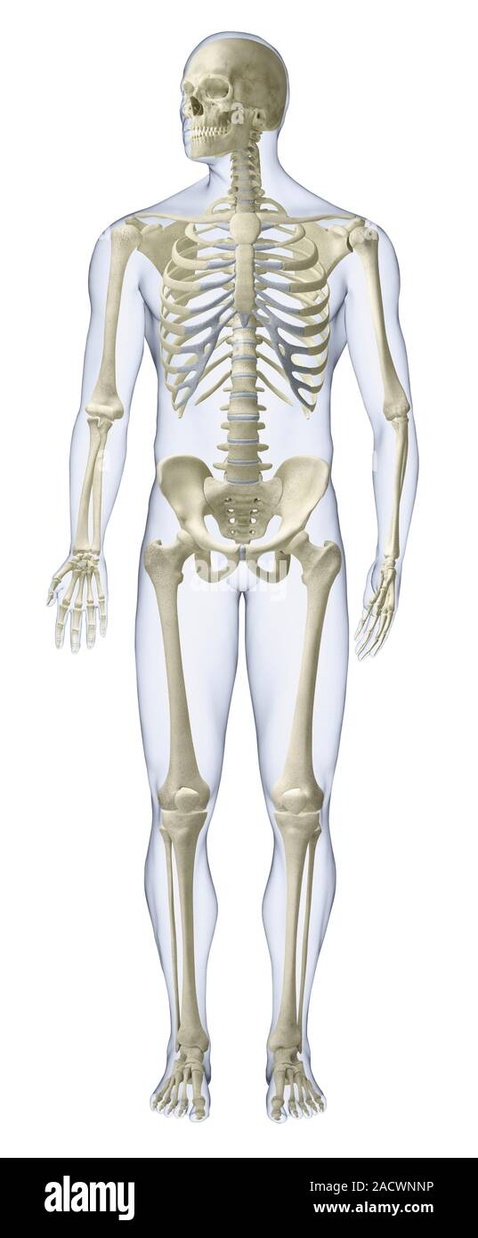 Human skeleton, front view Stock Photo - Alamy