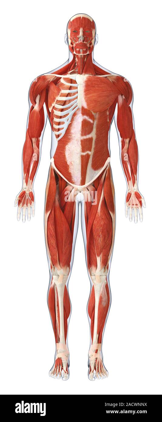 Muscles of the human body Stock Photo - Alamy