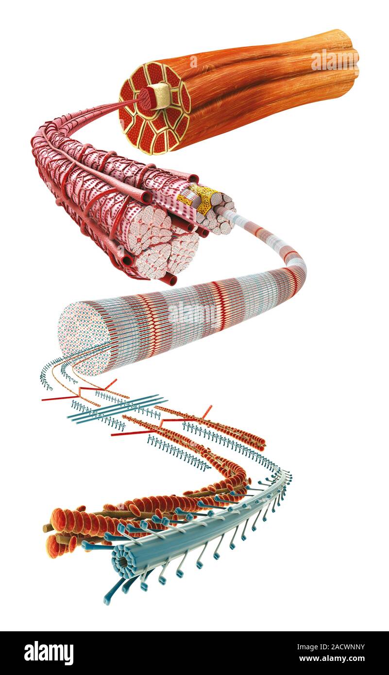 Diagram of muscle structure Stock Photo - Alamy