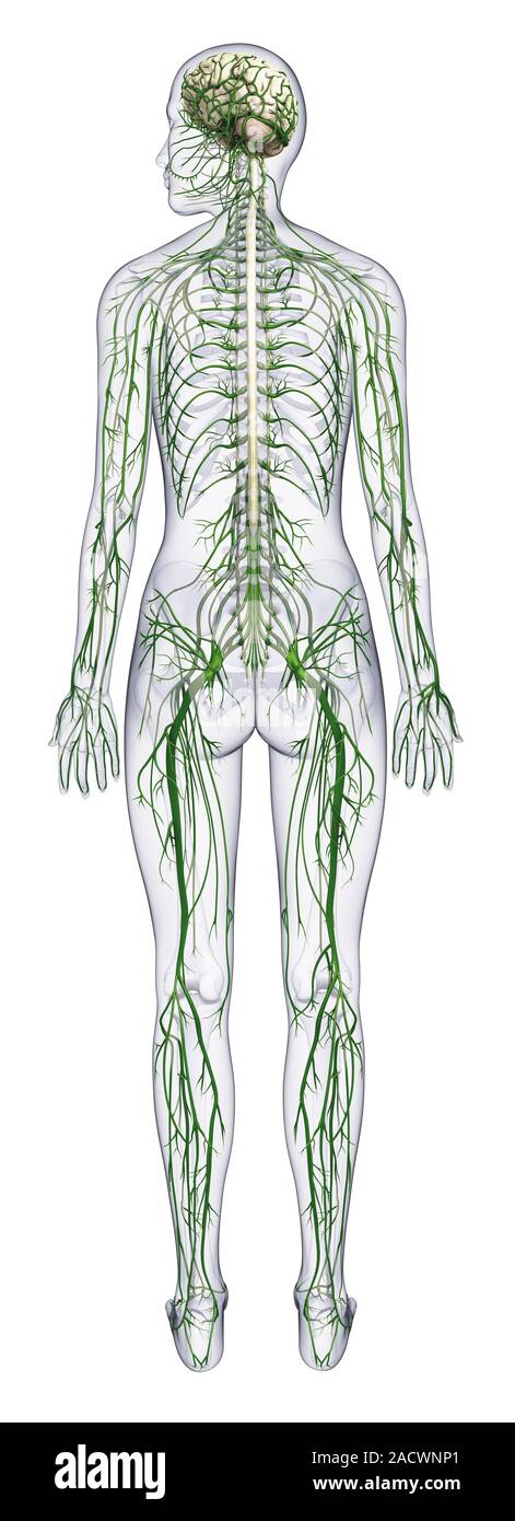 Human nervous system Stock Photo - Alamy