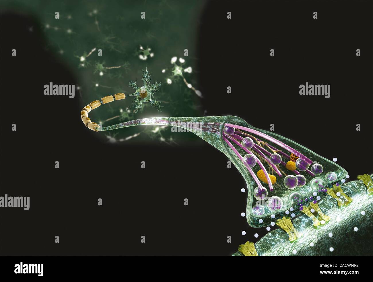 Diagram showing nerve impulses, cross-section Stock Photo - Alamy