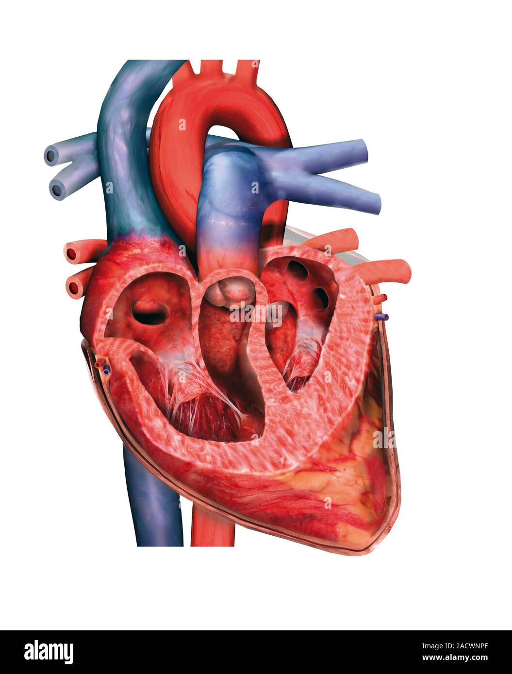 Human heart, cross-section Stock Photo - Alamy