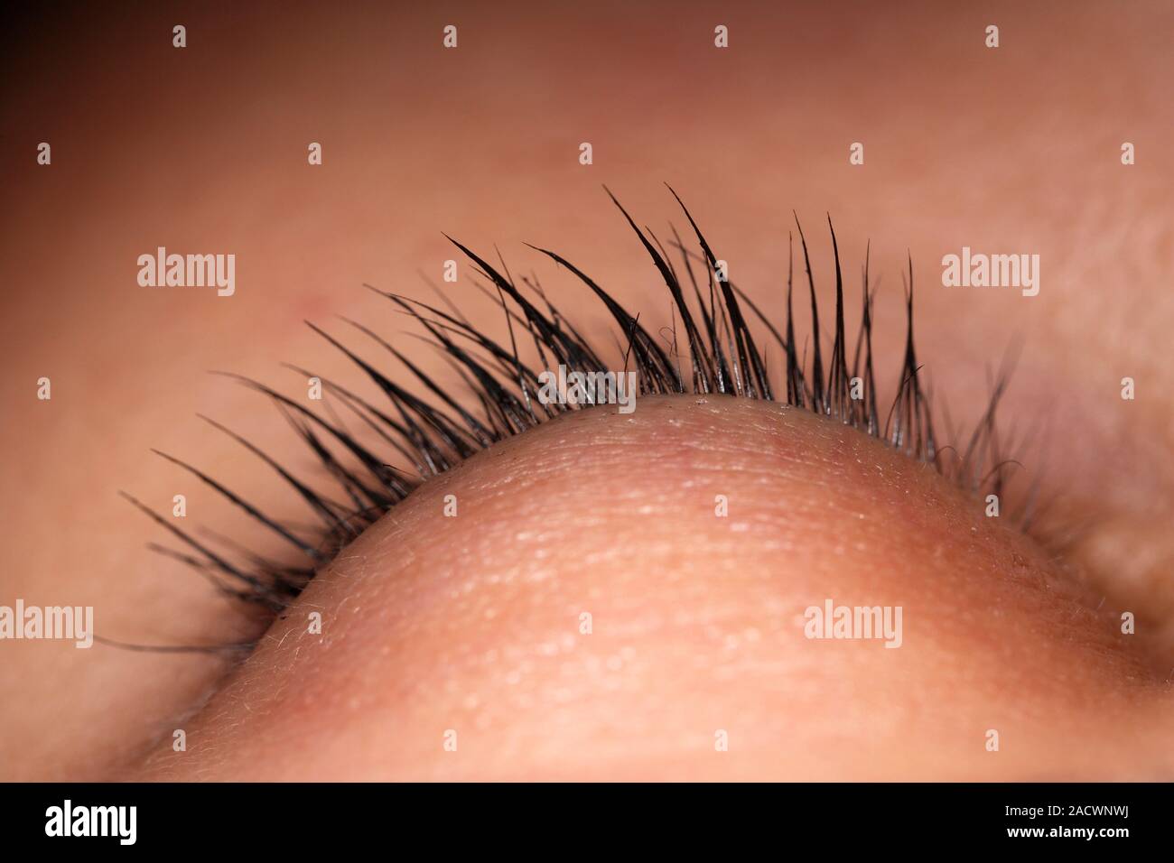 Closed eye of young woman showing eyelid and brown eyelashes Stock ...