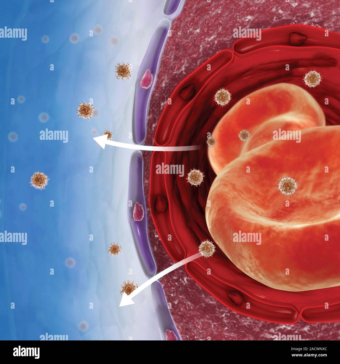 Digital composite showing process of removing waste from human kidney ...