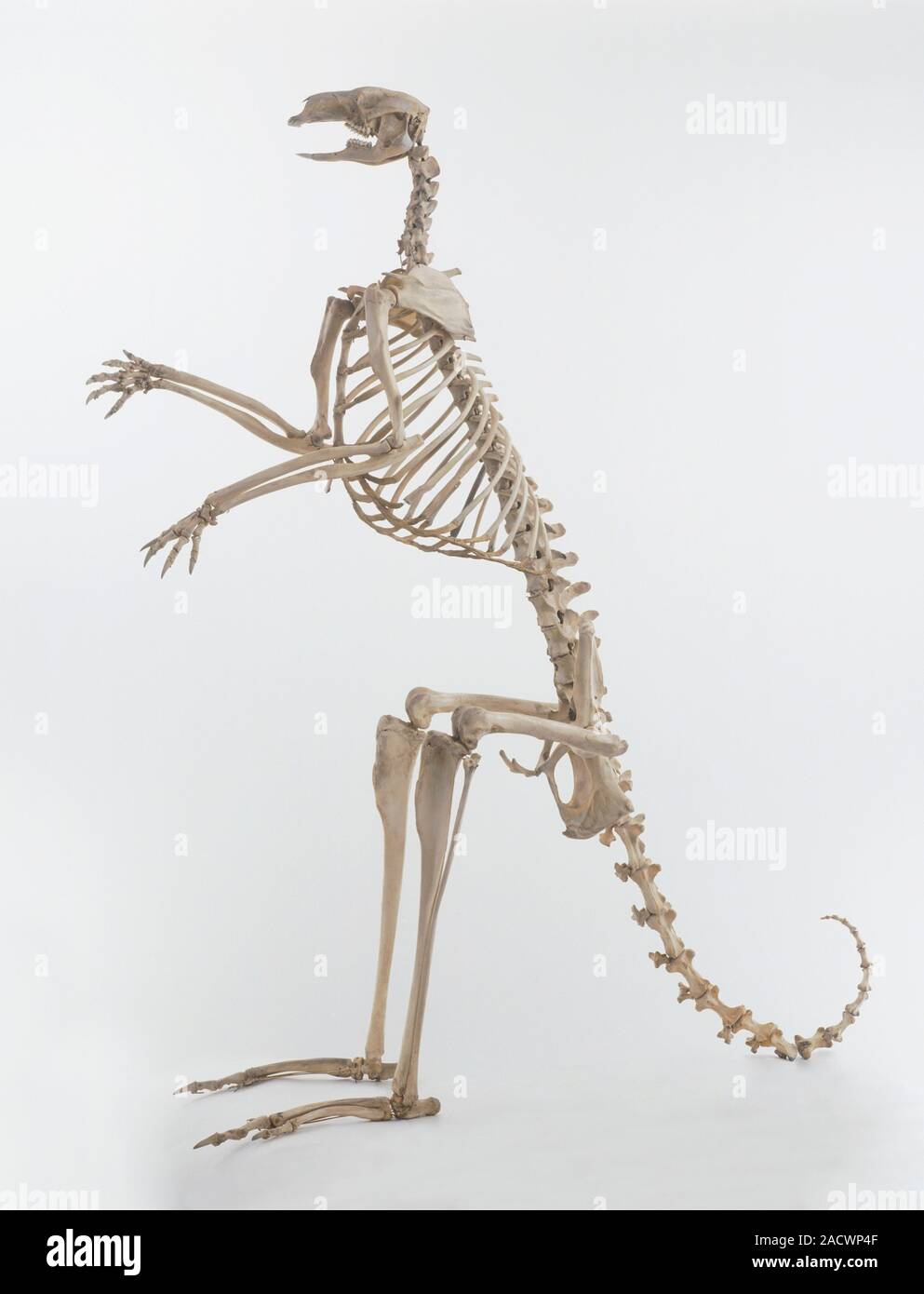 Kangaroo (Macropus), skeleton, side view Stock Photo - Alamy