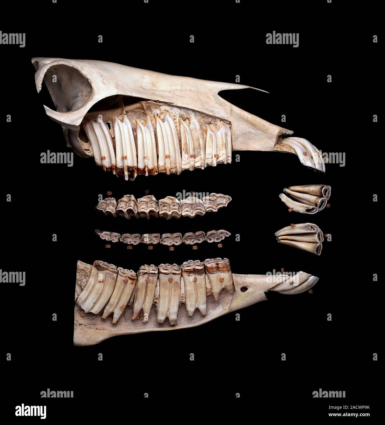 Skull, jaw and teeth of 6-year-old pony (Equus caballus Stock Photo - Alamy