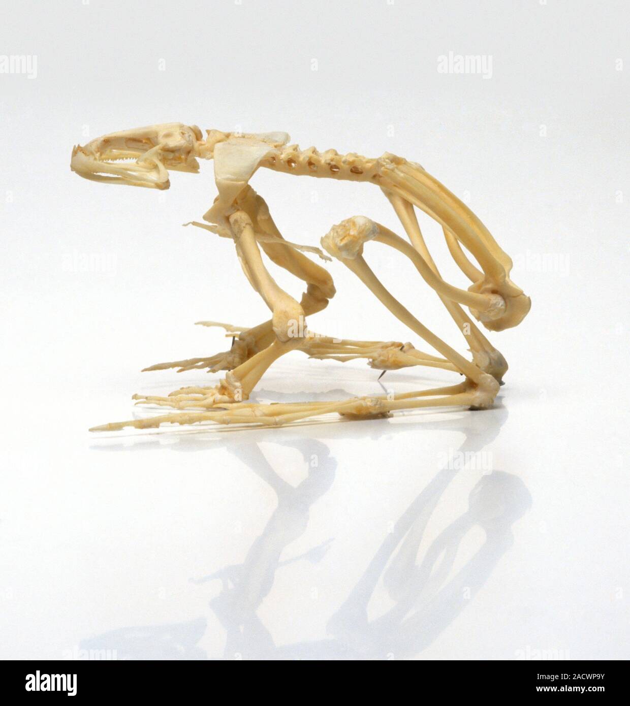 Skeleton of a frog Stock Photo - Alamy