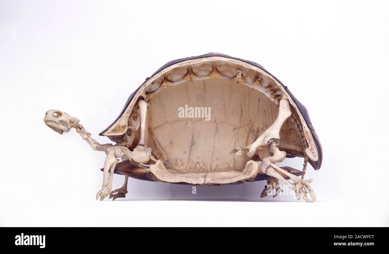 Cross-section through skeleton of Radiated tortoise (Astrochelys ...