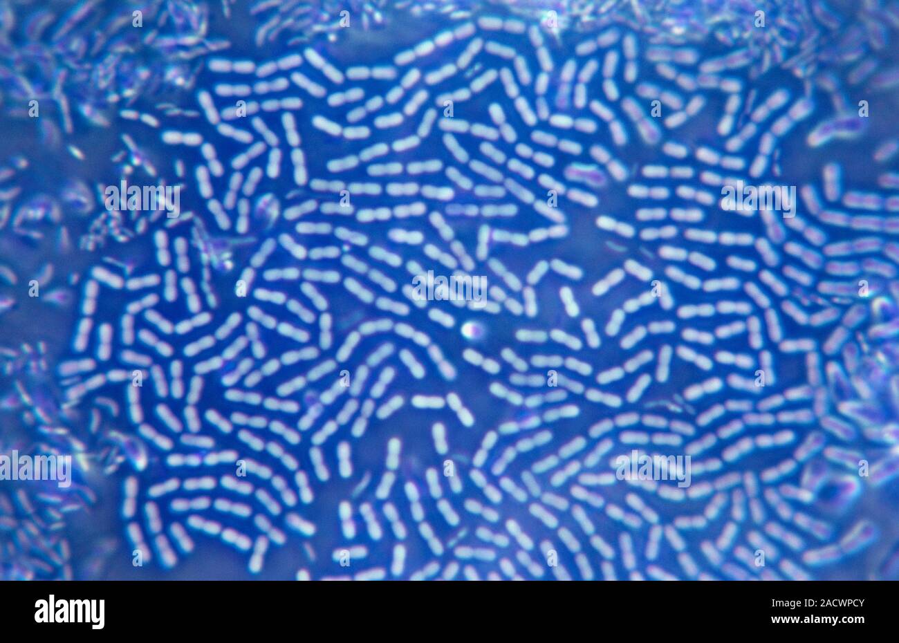 A colony of bacteria seen under a microscope Stock Photo - Alamy