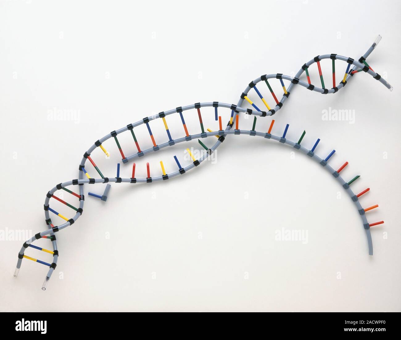 Model of two strands of DNA splitting away from each other Stock Photo ...