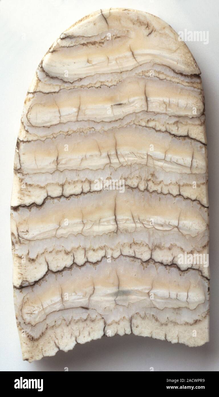 Polished Section of Elephant Tooth Stock Photo - Alamy