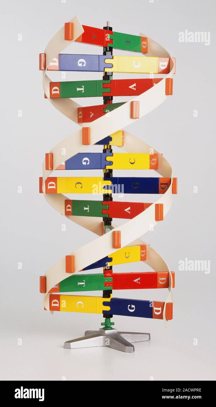 Simplified colourful model of DNA structure, front view Stock Photo - Alamy