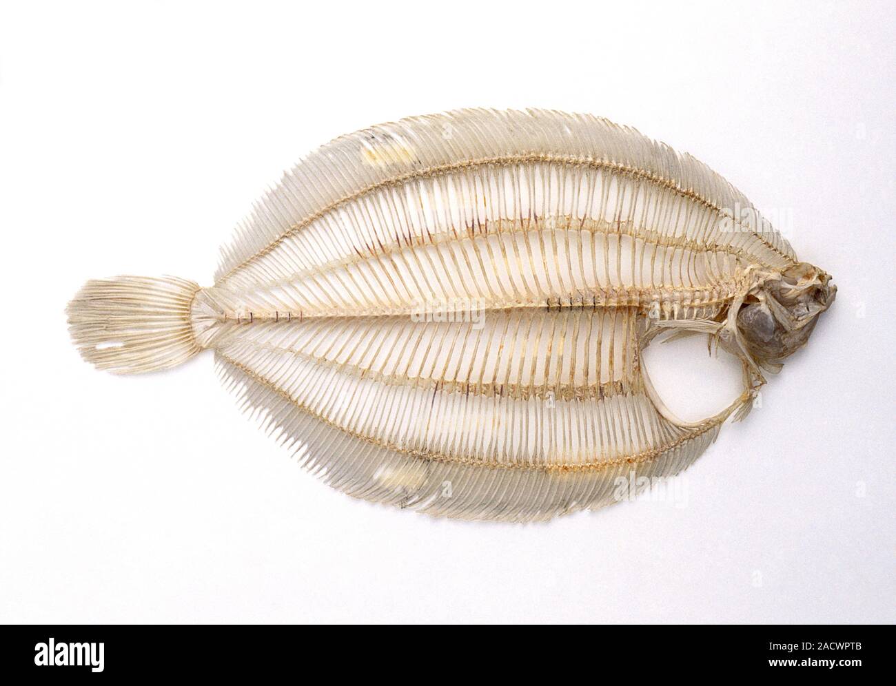 Skeleton of a lemon sole fish, side view Stock Photo - Alamy