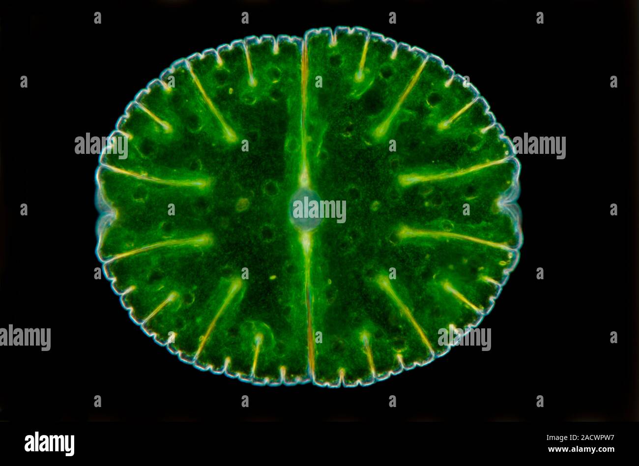 A microscope image of a desmid Stock Photo - Alamy
