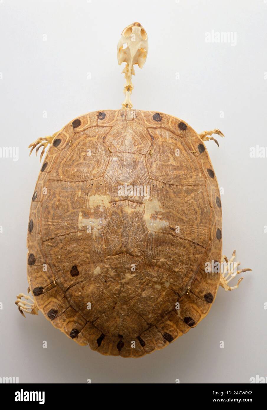 Skeleton of sea turtle, view from above Stock Photo - Alamy