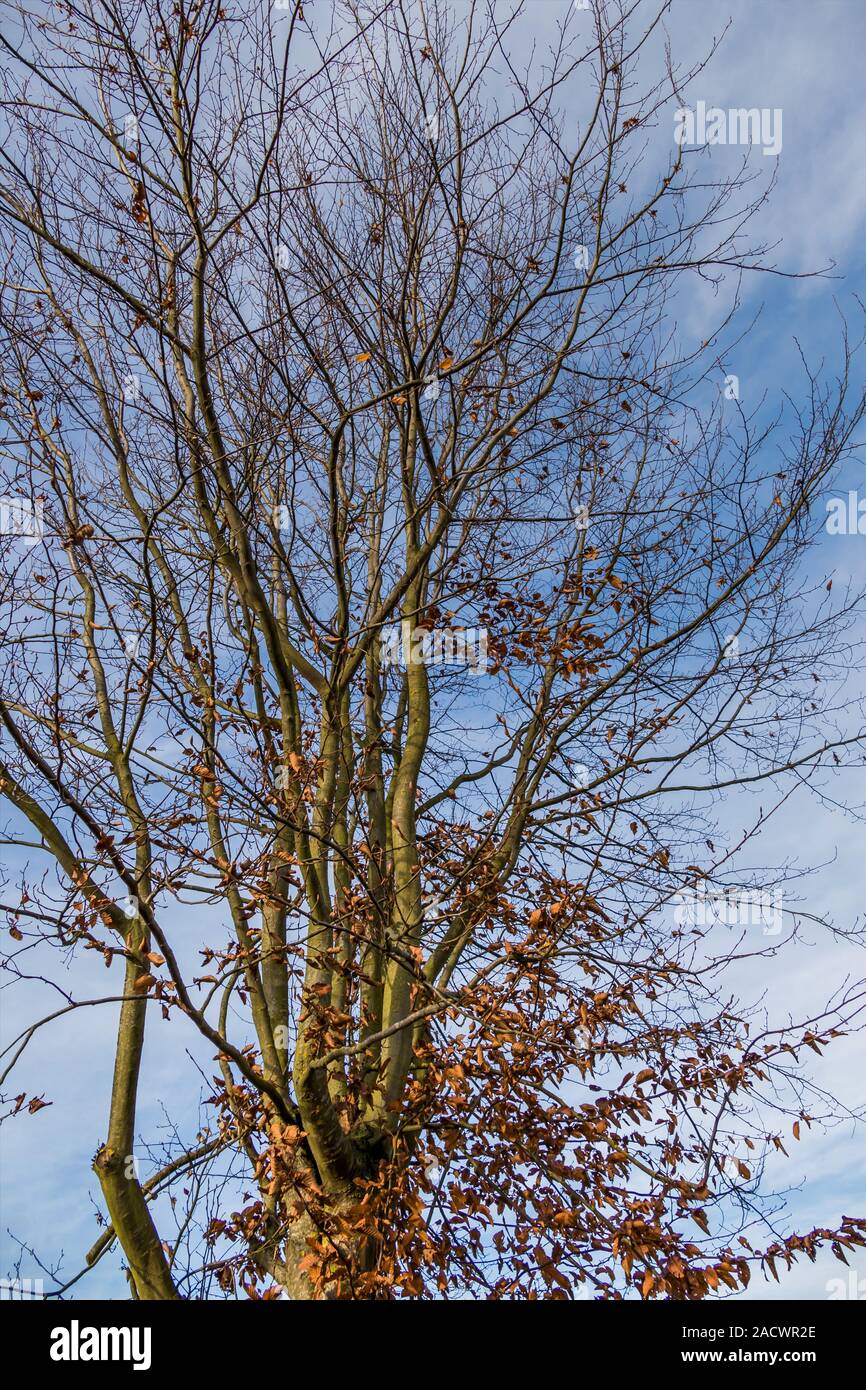 Deciduous tree in autumn Stock Photo - Alamy