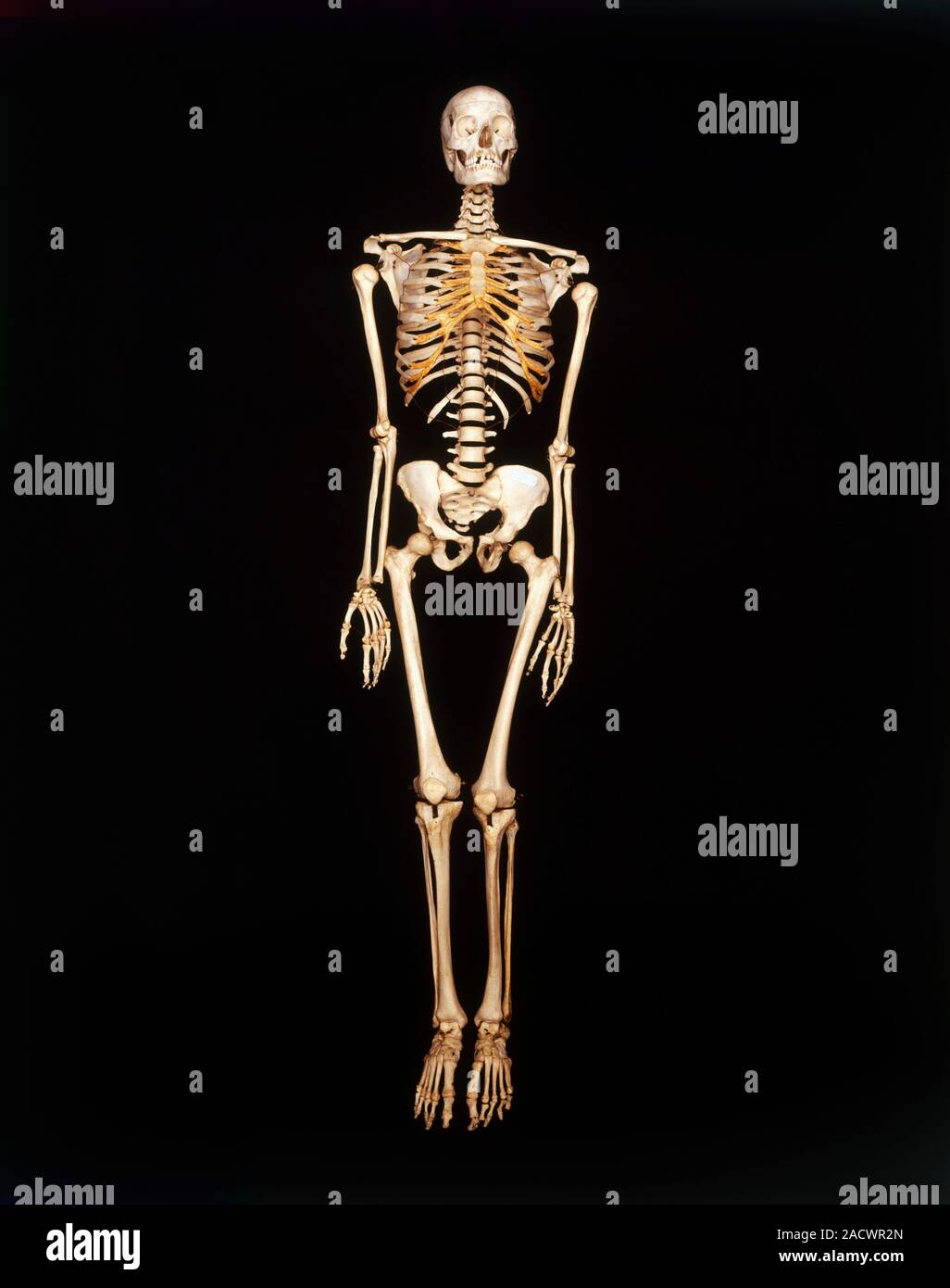 Human skeleton, front view Stock Photo - Alamy
