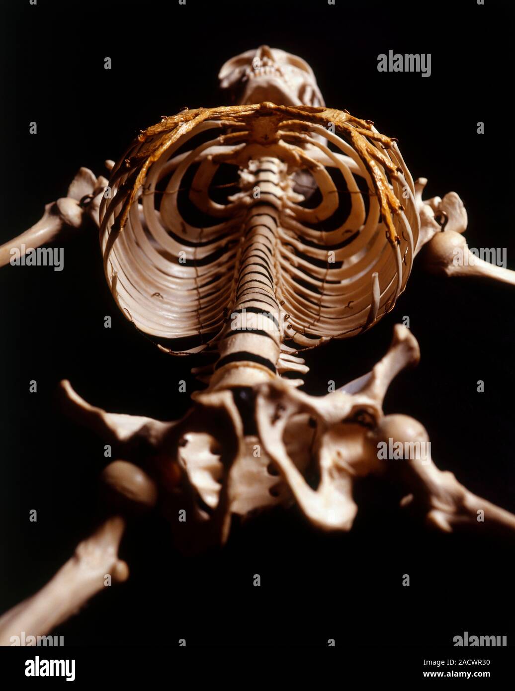 Human skeleton, rib cage, upward view Stock Photo - Alamy