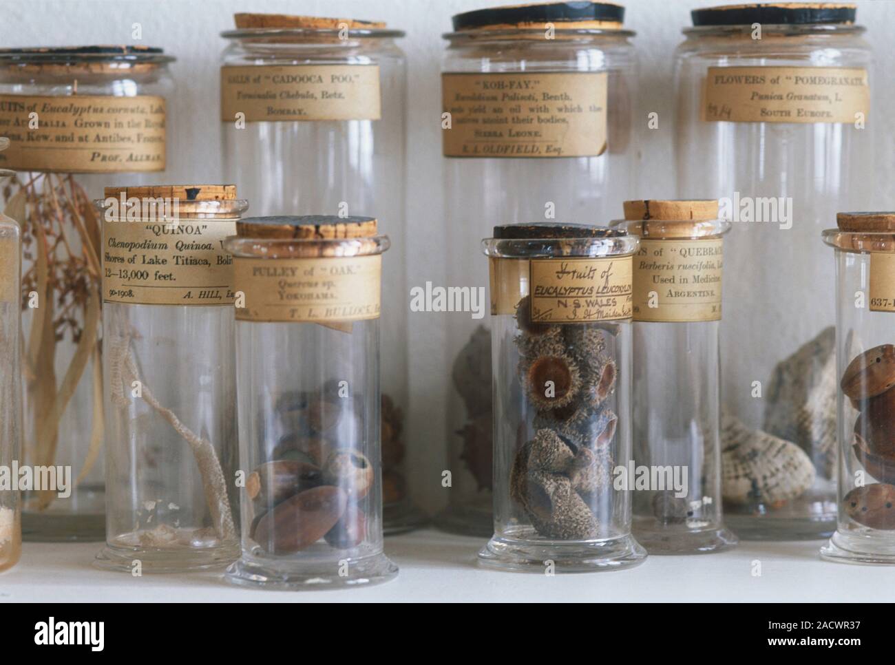 Old botanical specimen jars filled with nature finds, front view Stock ...