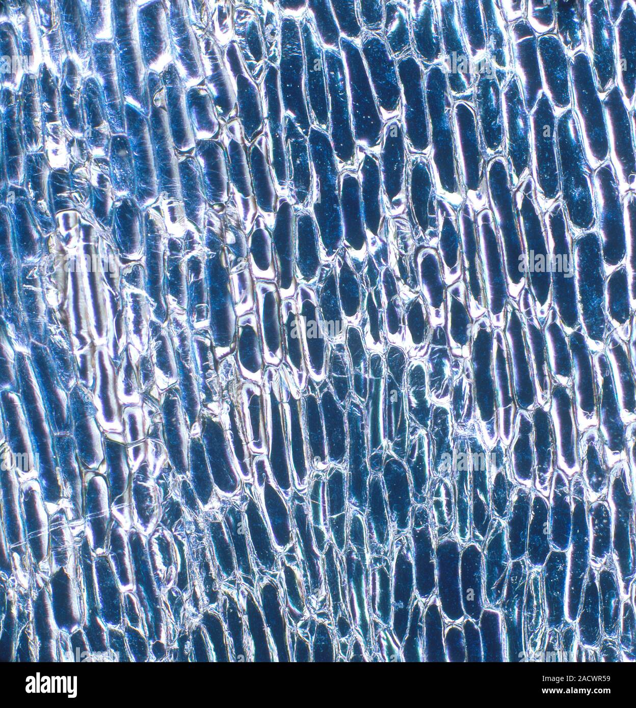 Micrograph of onion cells, close-up Stock Photo - Alamy