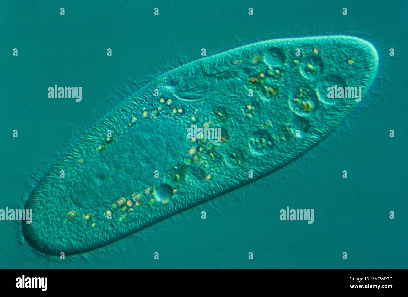Microscopic view of a Paramecium, a single celled organism Stock Photo ...