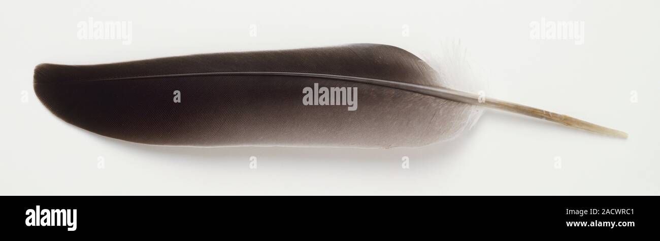 Grey feather, side view Stock Photo - Alamy