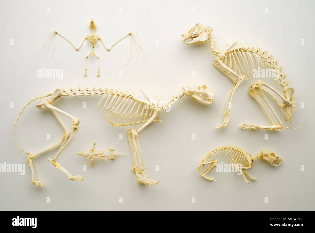 Mammal skeletons, including Bat (top left), Hare (top right), Domestic ...