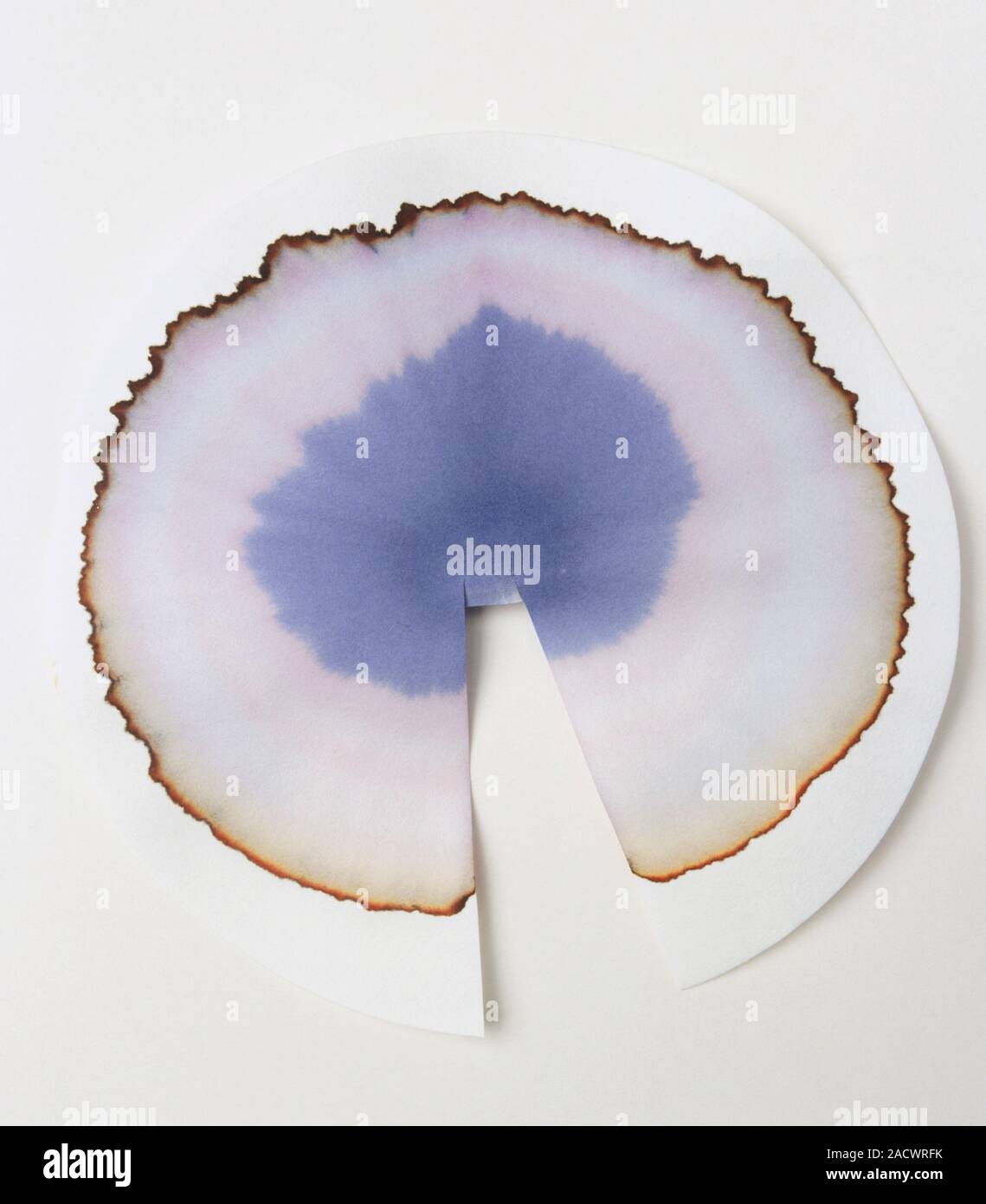 Chromatography experiment, water added to black ink on filter paper ...