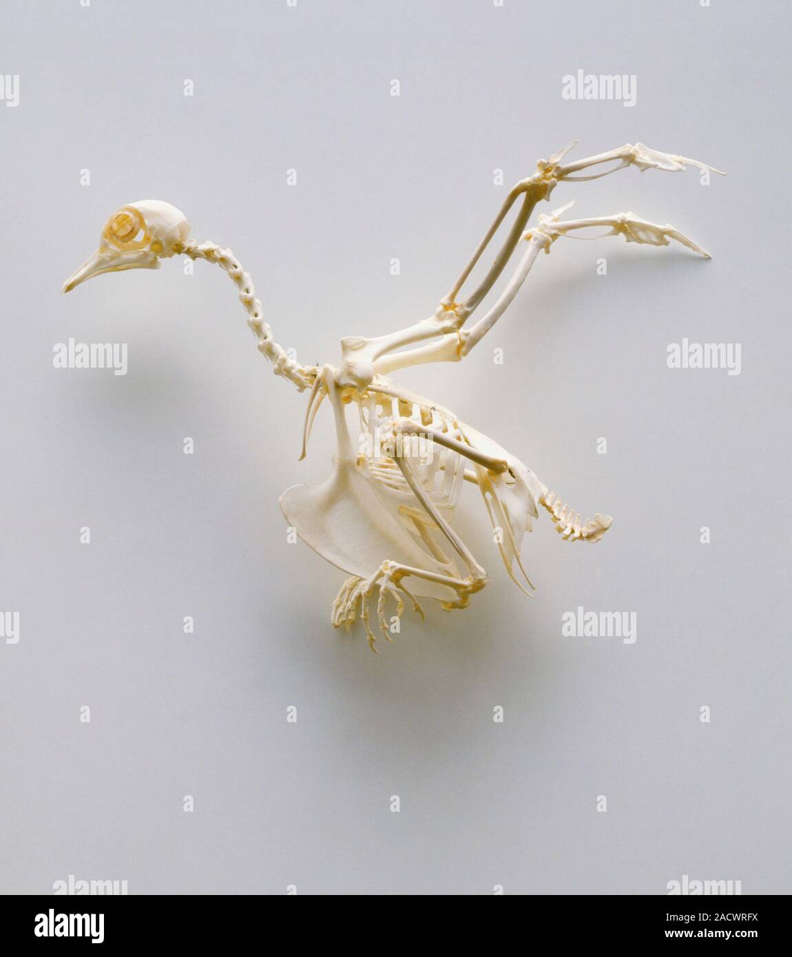 Skeleton of a pigeon, side view Stock Photo - Alamy