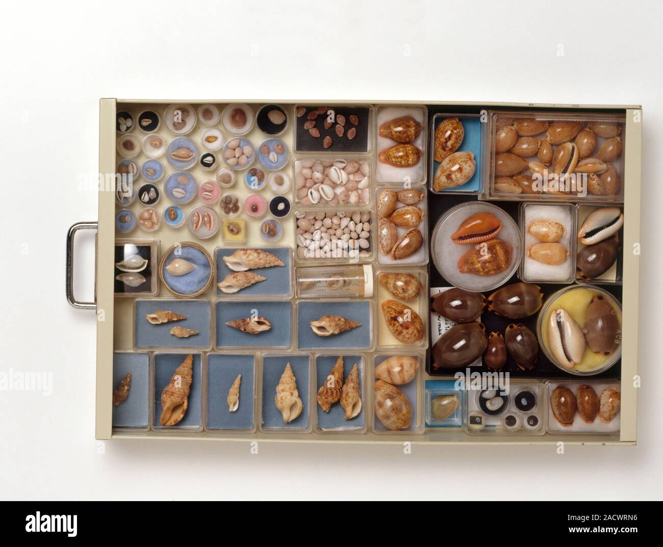 Large collection of shells in drawer Stock Photo - Alamy