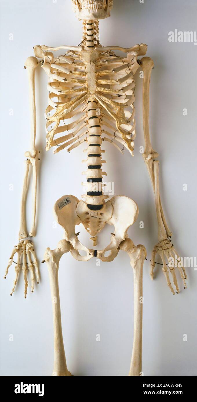 Lower half of human skeleton, jaw, spinal column, rib cage, pelvis ...
