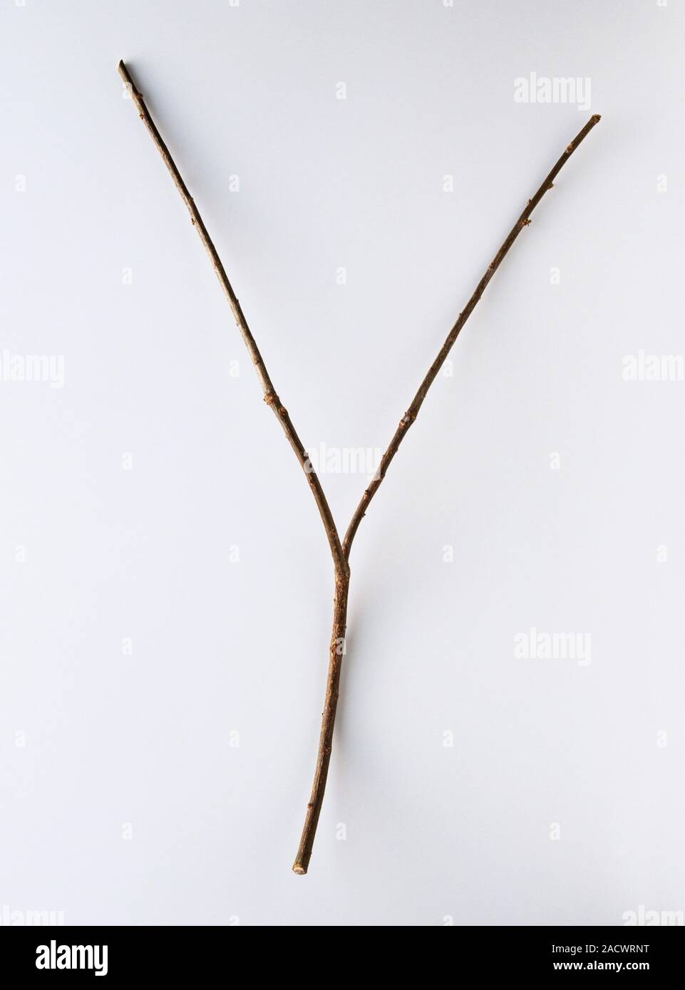 Y-shaped divining twig Stock Photo - Alamy