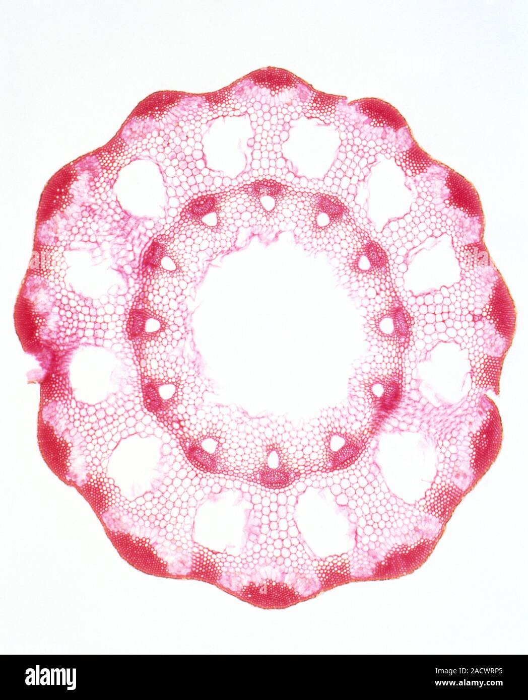 Micrograph of stem of Equisetum sp. (Horsetail), cross-section Stock ...