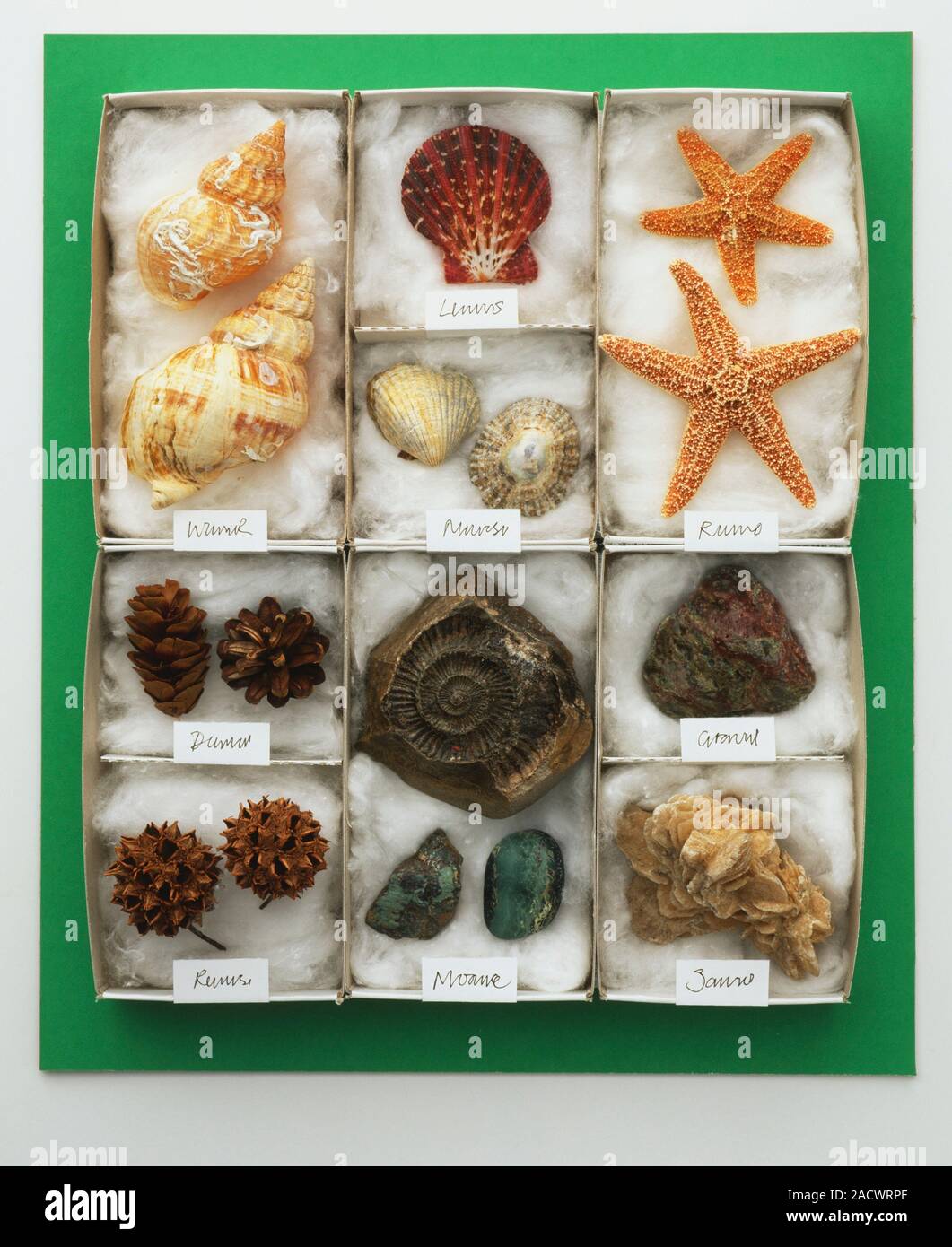 Assorted sea shells displayed in a tray, view from above Stock Photo ...