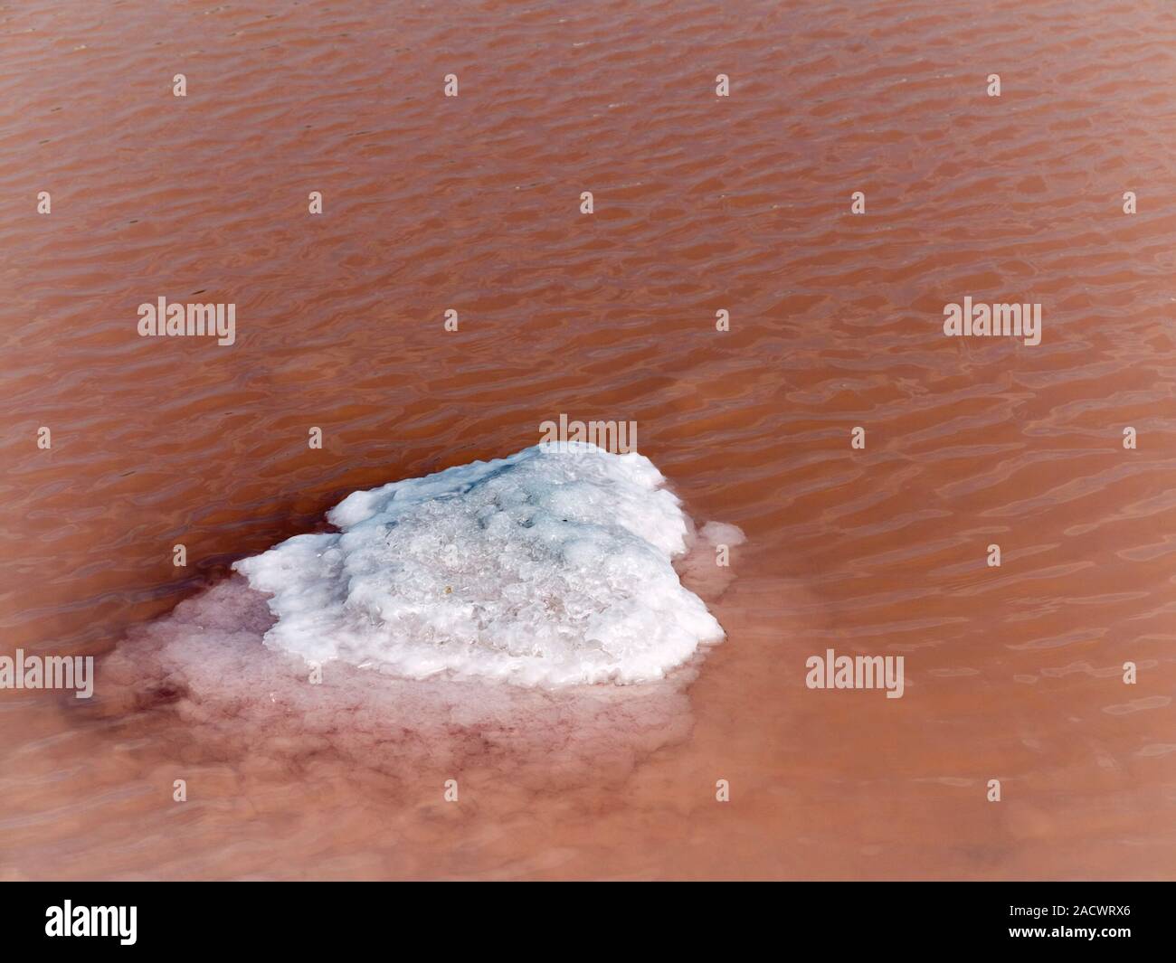 Salt in evaporation pond. The red colour of the water is caused by ...
