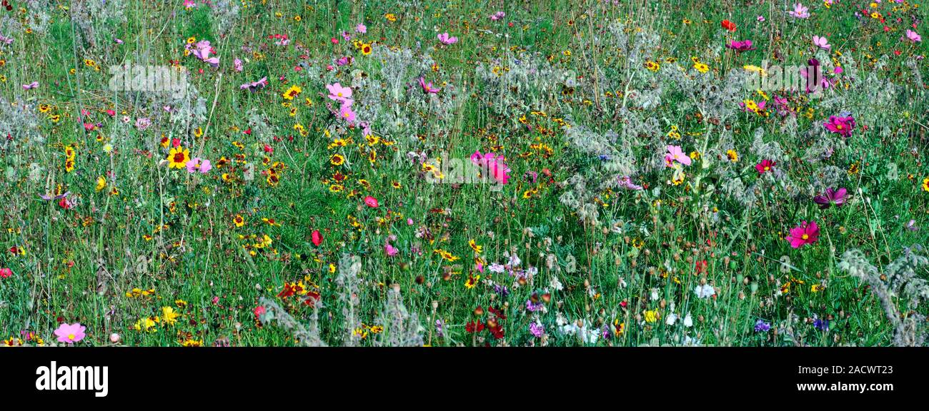 Planted wildflower meadow. Photographed in Newham, London, UK Stock ...