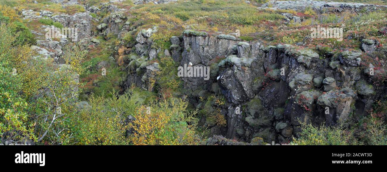 Tectonic plate boundary, Iceland. Vegetation growing on cliffs and ...