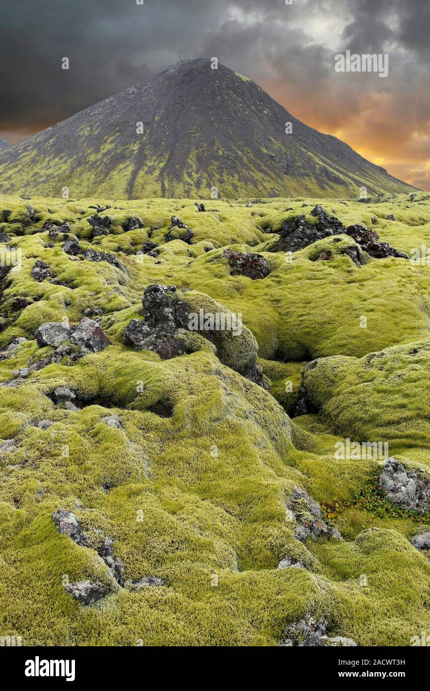 Moss-covered lava field and volcanic cone, Iceland. The lava fields of ...