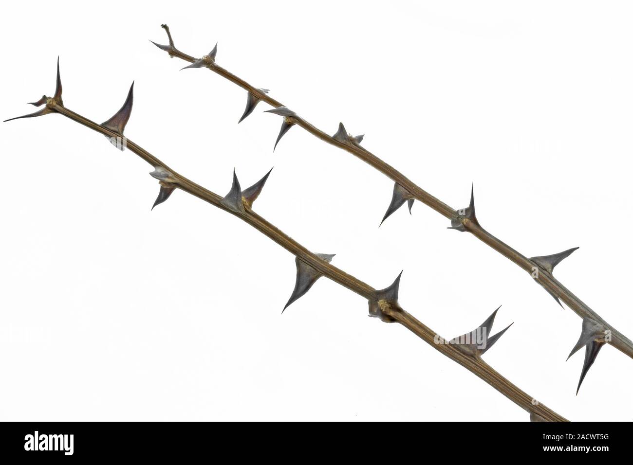 Dry thorns Cut Out Stock Images & Pictures - Alamy