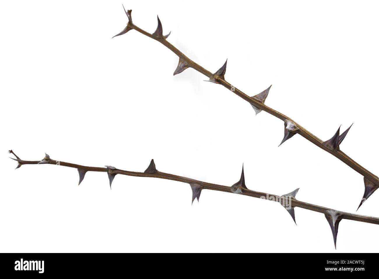 Thorns on white background Stock Photo - Alamy