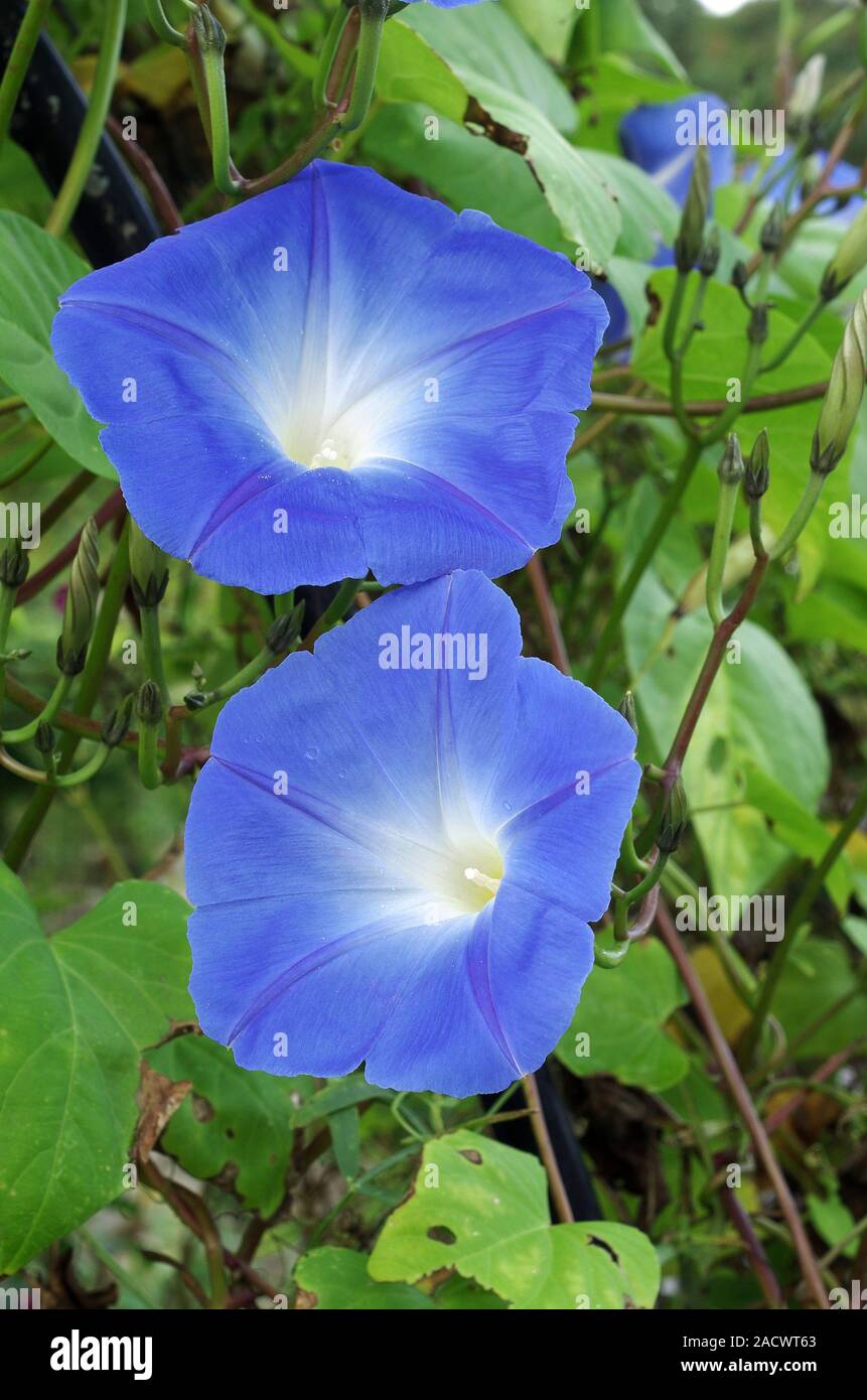 Morning glory 'Heavenly Blue' (Ipomoea tricolor 'Heavenly Blue' syn ...