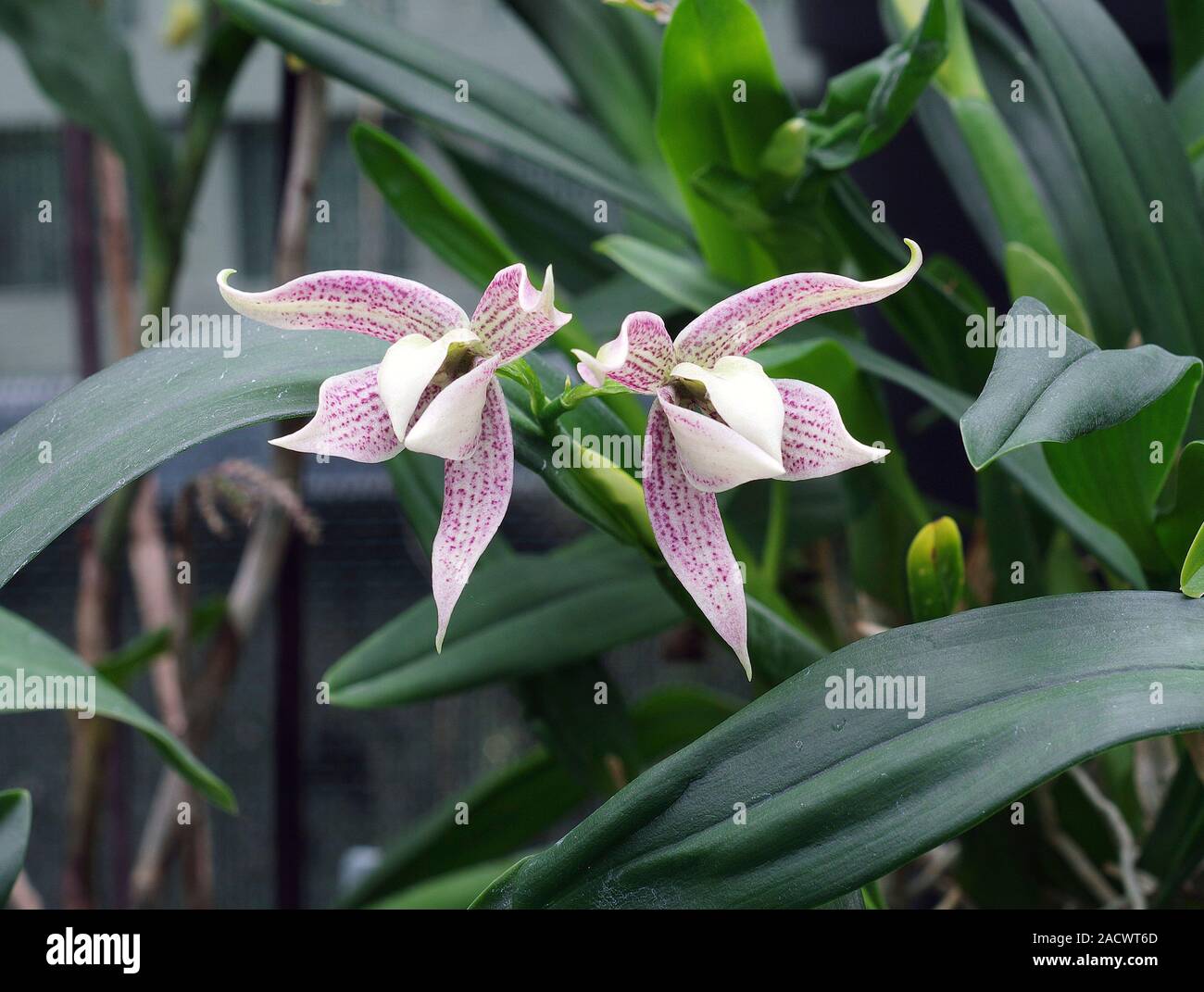 Prosthechea orchid (Prosthechea garciana Stock Photo - Alamy