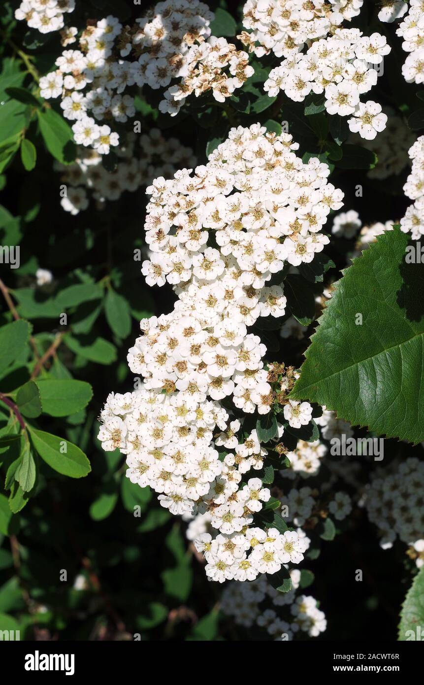 Tosa spirea 'Snowmound' (Spiraea nipponica 'Snowmound' Stock Photo - Alamy