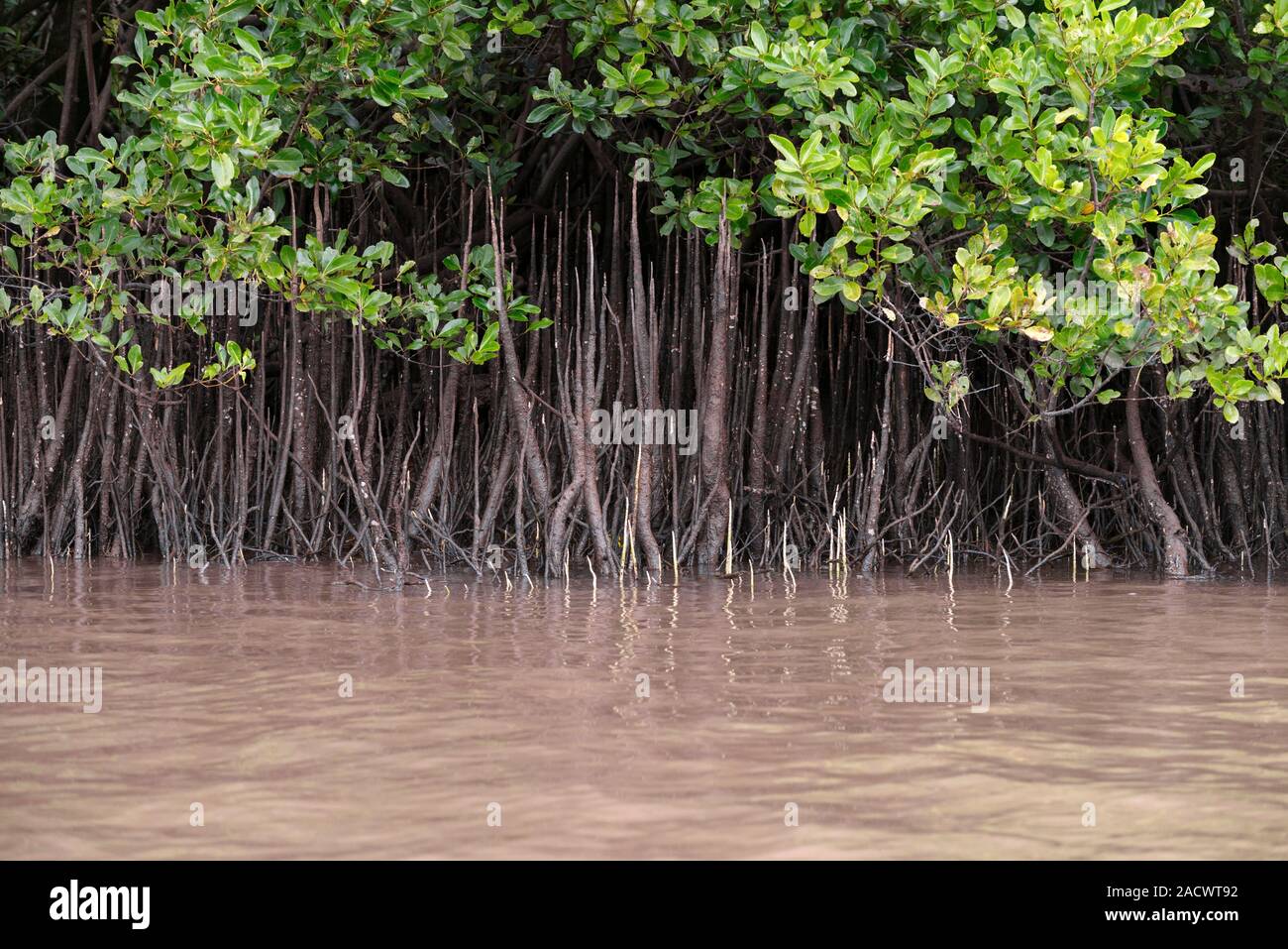 Mangrove roots exposed at low tide in a tropical rainforest. Mangrove ...