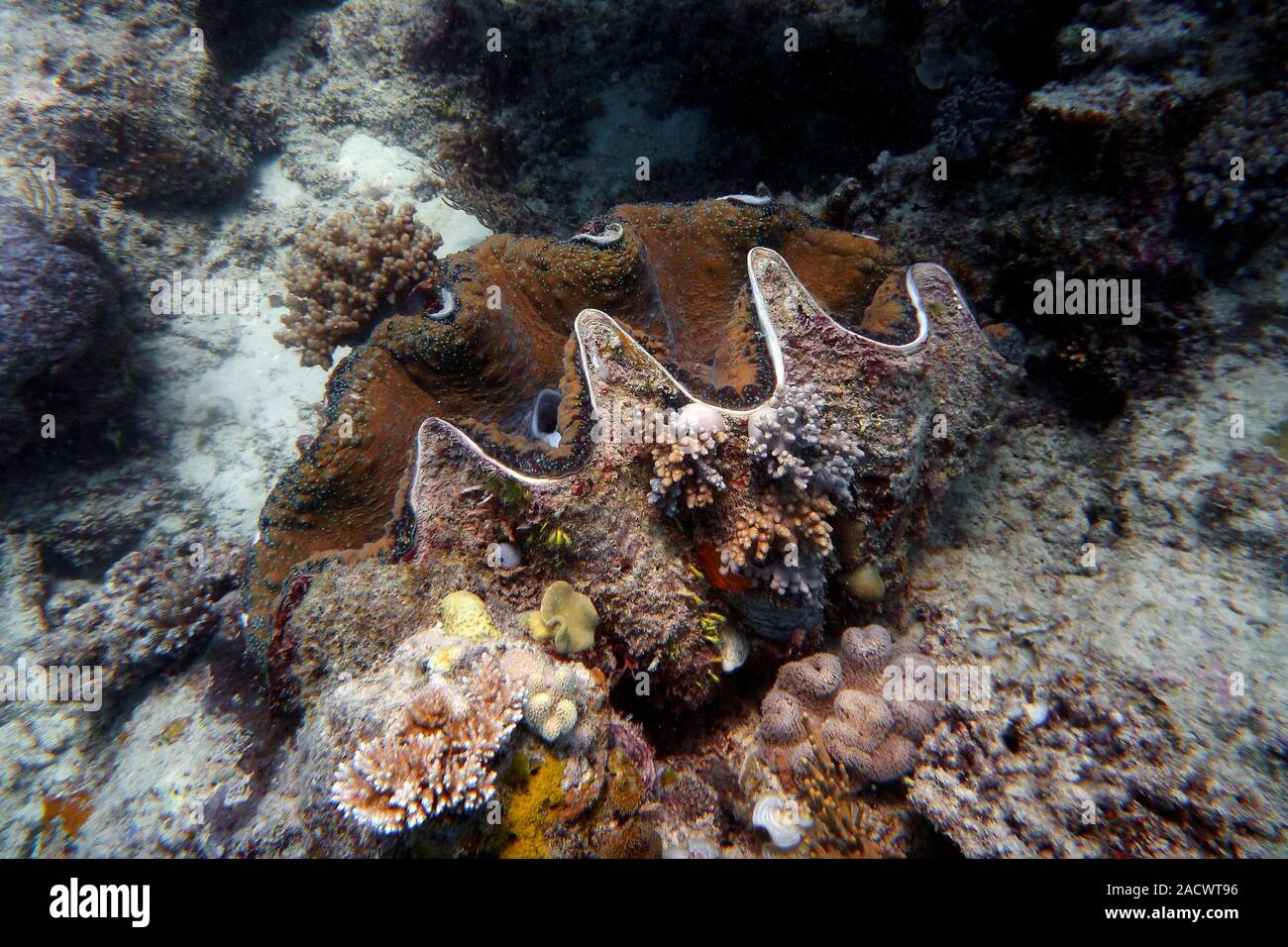 Giant clam. Photographed on the Great Barrier Reef off Queensland ...