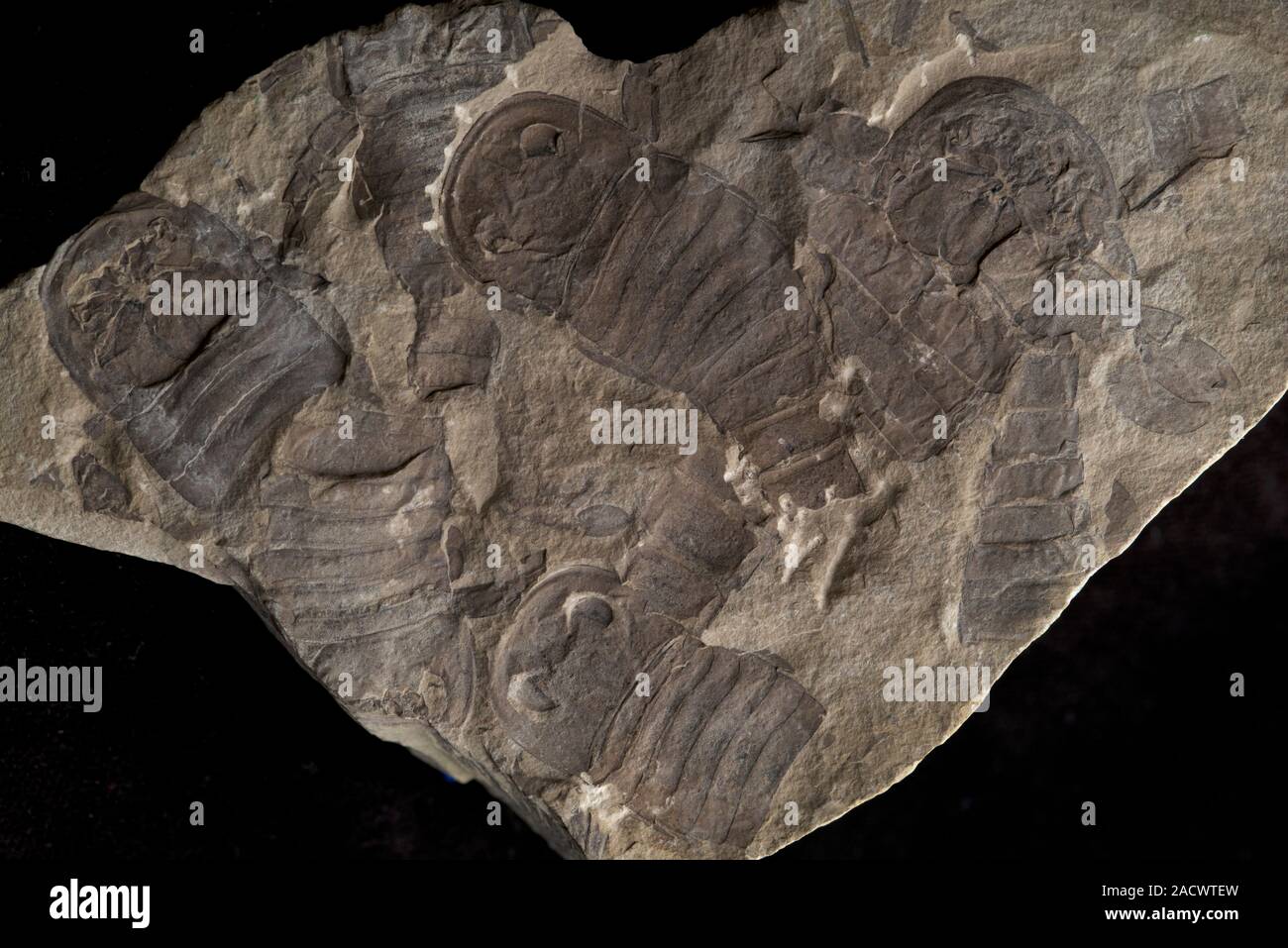 Mass moult of fossilised Eurypterids. Eurypterids are the largest known ...